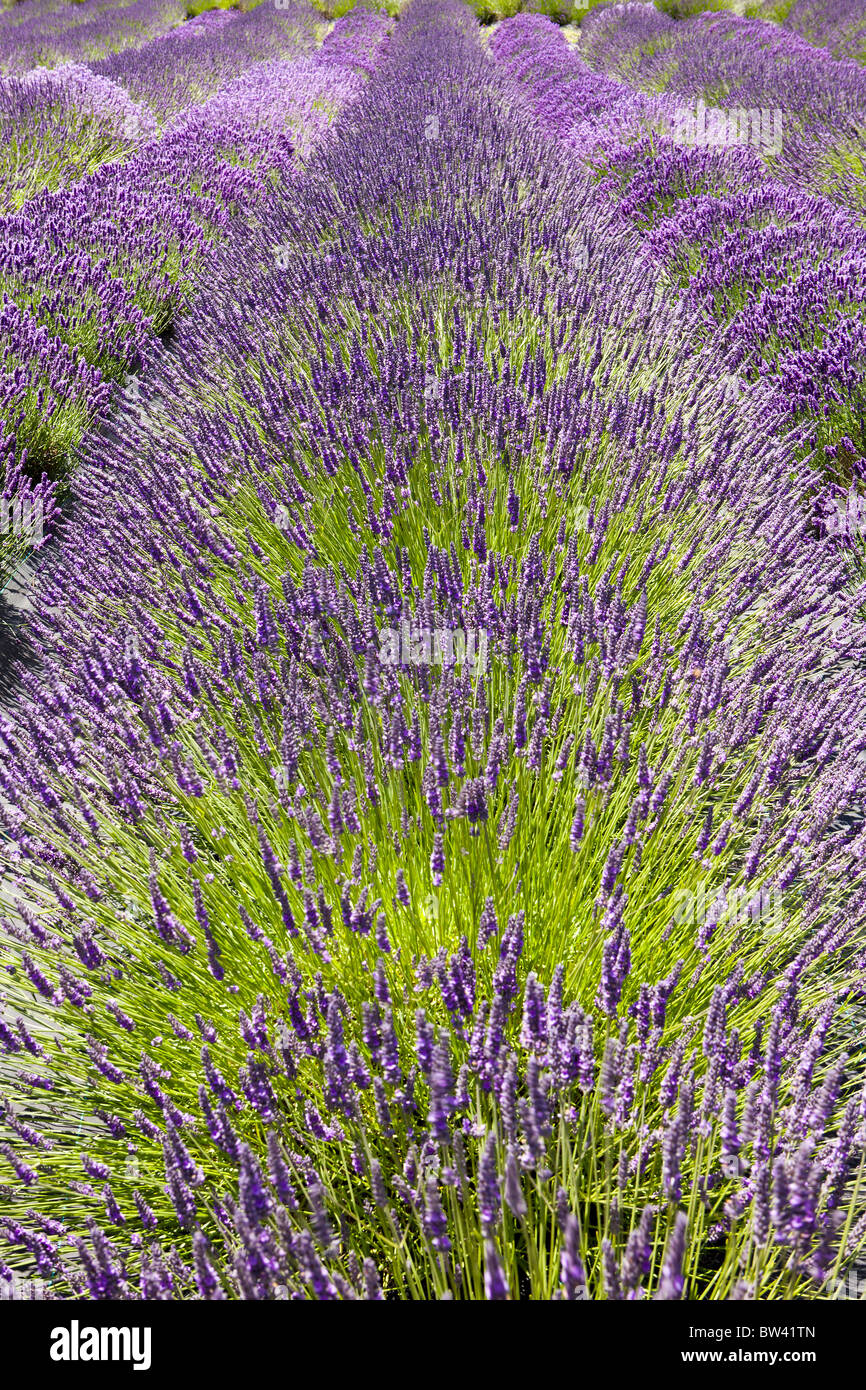 Row of lavender hi-res stock photography and images - Alamy