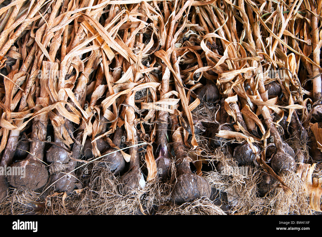 Garlic roots hi-res stock photography and images - Alamy