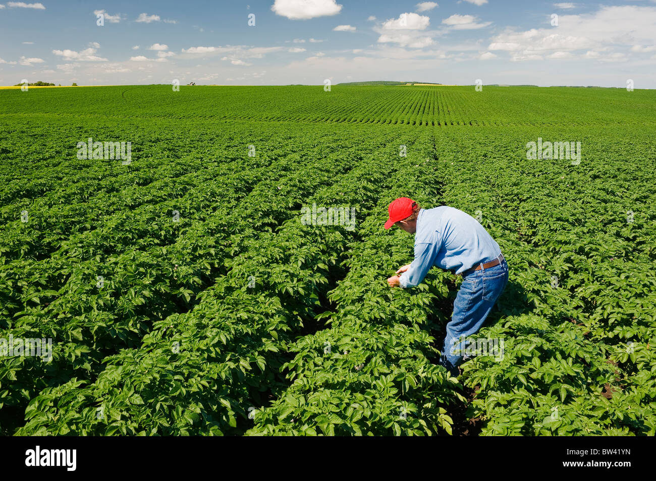 55 year old farmer checks the condition of his mid-growth potato field ...