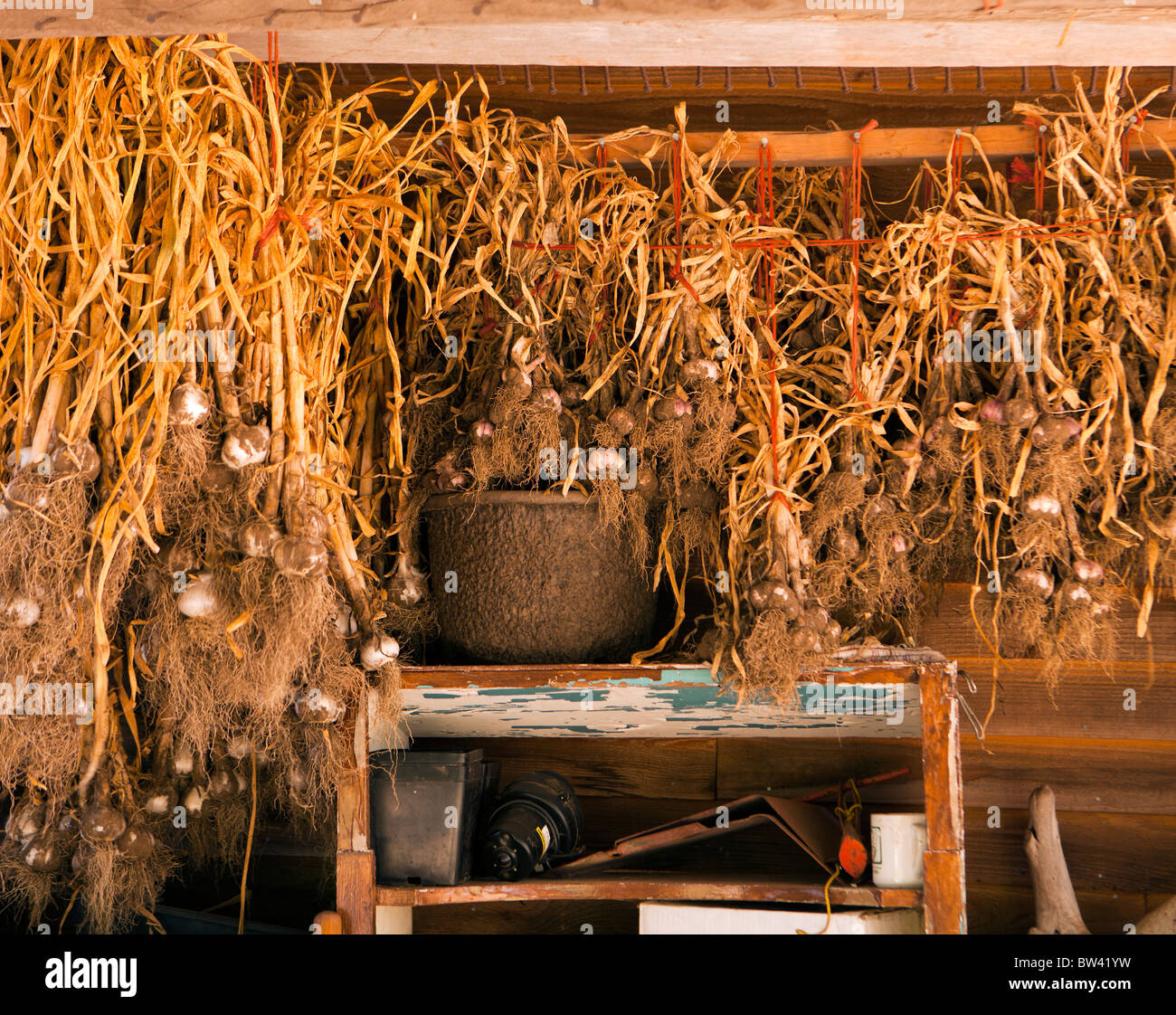 Garlic In The Drying Shed Stock Photo - Alamy