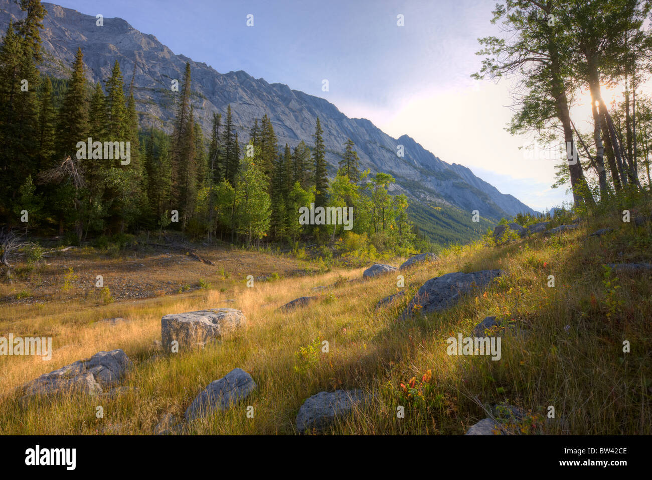 Sun breaking through trees in Jasper National Park with the Queen ...