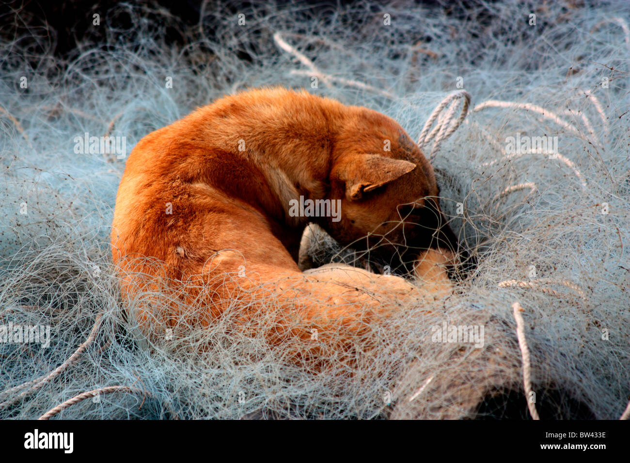 Sleeping net hi-res stock photography and images - Alamy