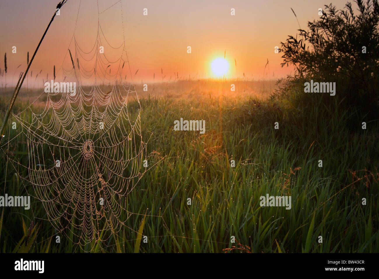 Spider web sunrise hi-res stock photography and images - Alamy