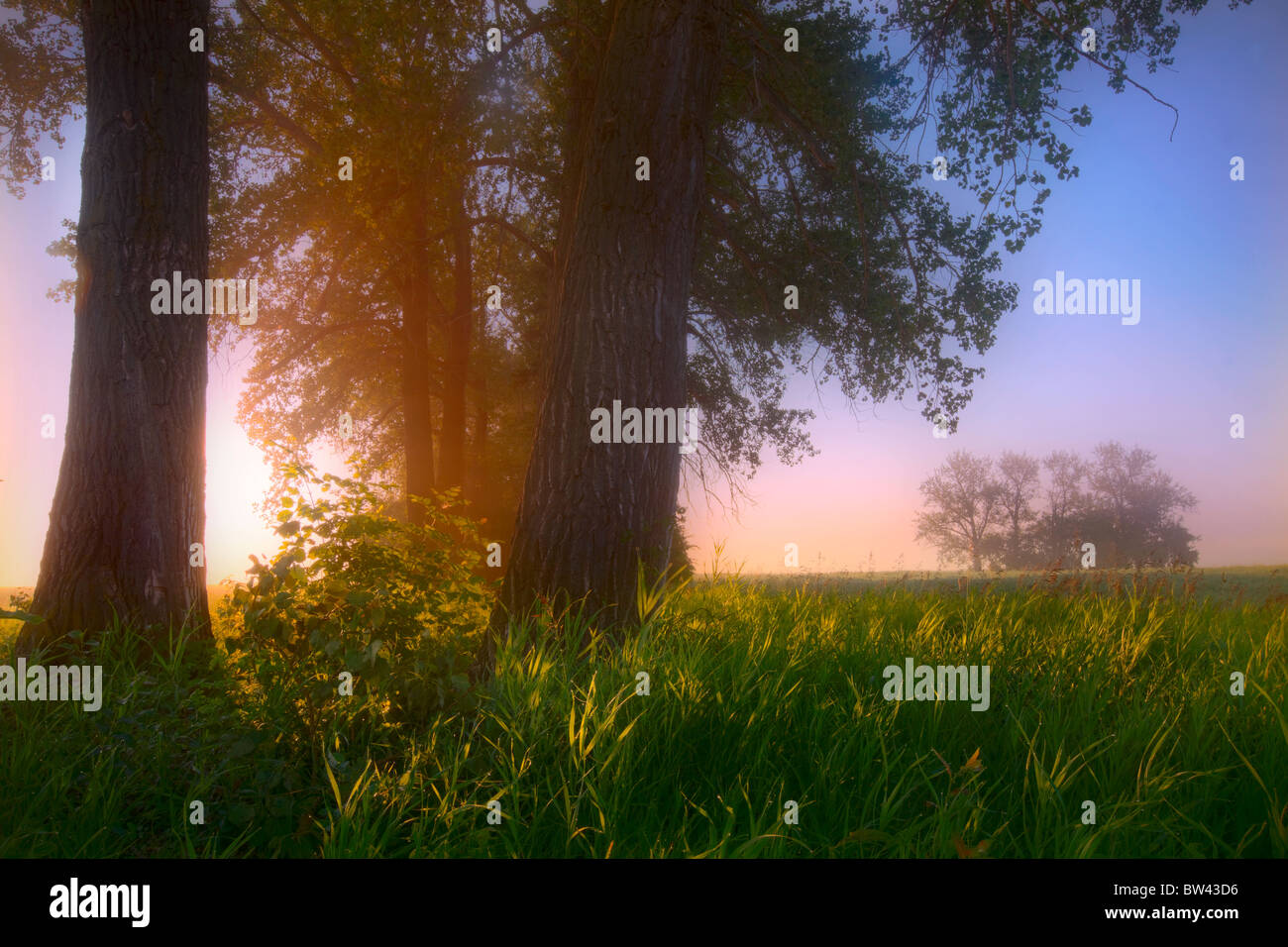 Sunrise streaming through foggy trees on a farm during the summer in ...