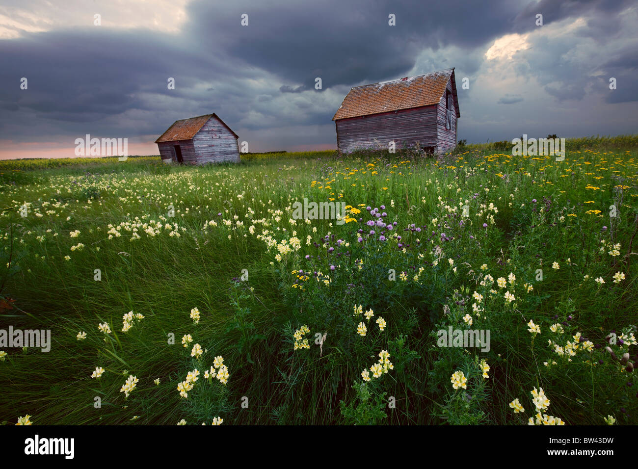 Two old granaries with prairie wildflowers under storm clouds in ...