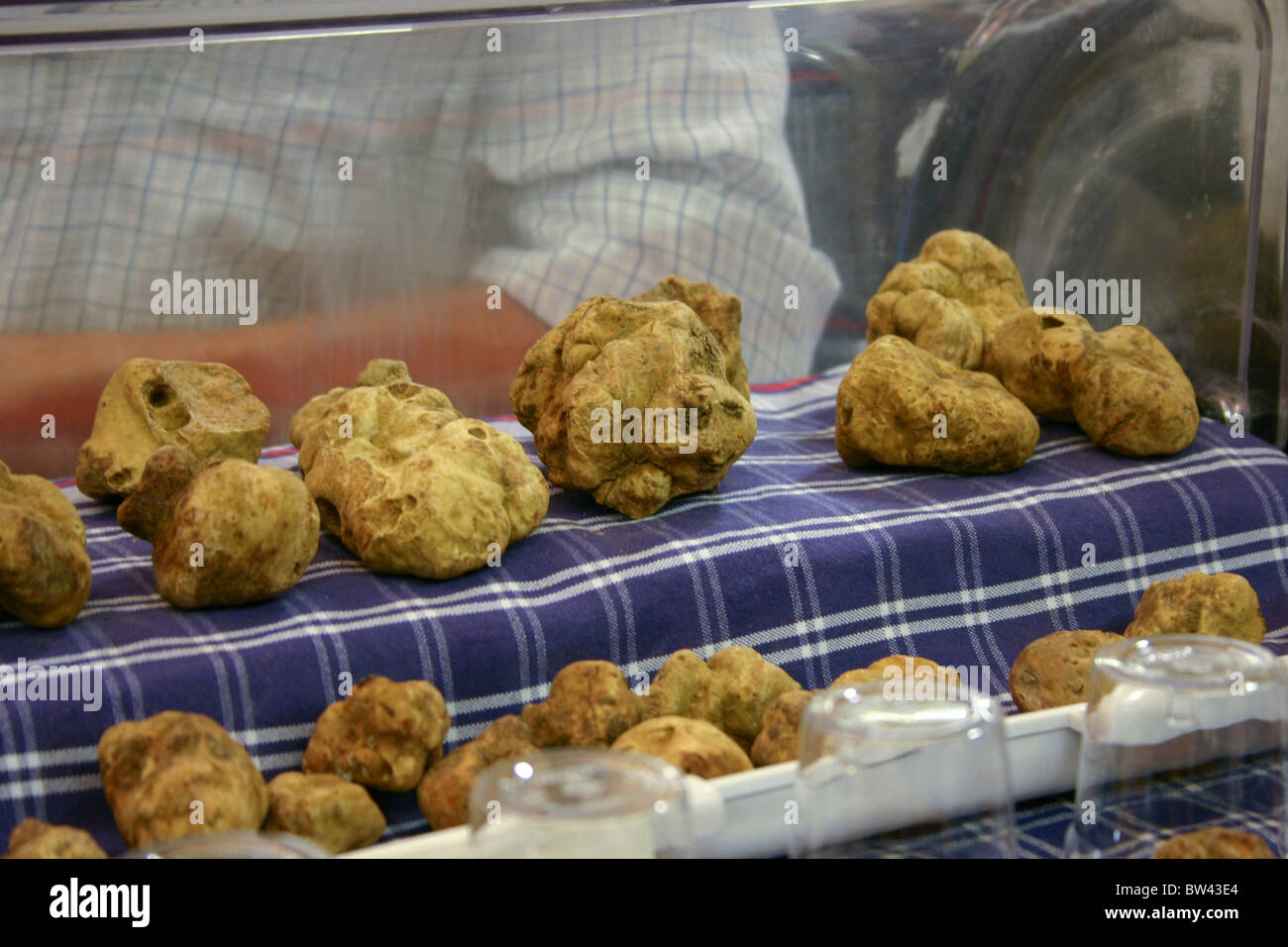 White truffles on display Stock Photo - Alamy