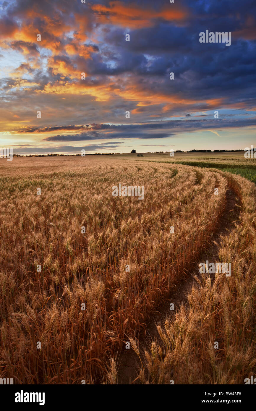 Sunrise over a barley field on a farm in central Alberta Stock Photo ...