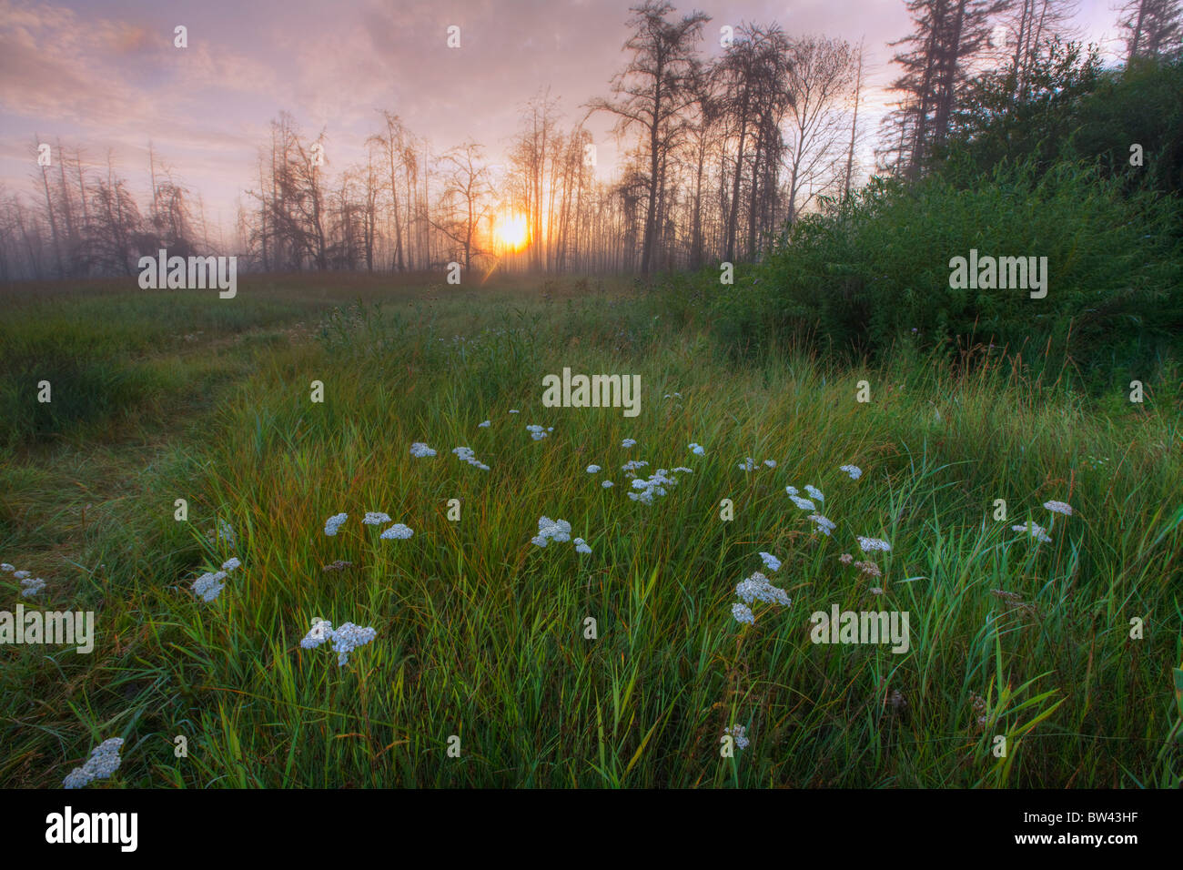 Prairie wildflowers on the edge of a recovering forest fire burn during ...