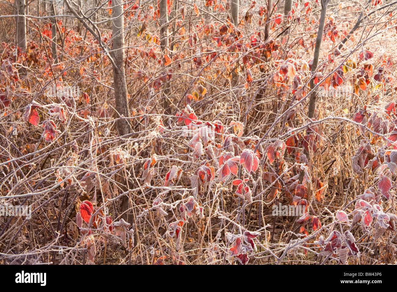 Poplar trees and frosted bramble patch, Middle Sackville, Nova Scotia ...