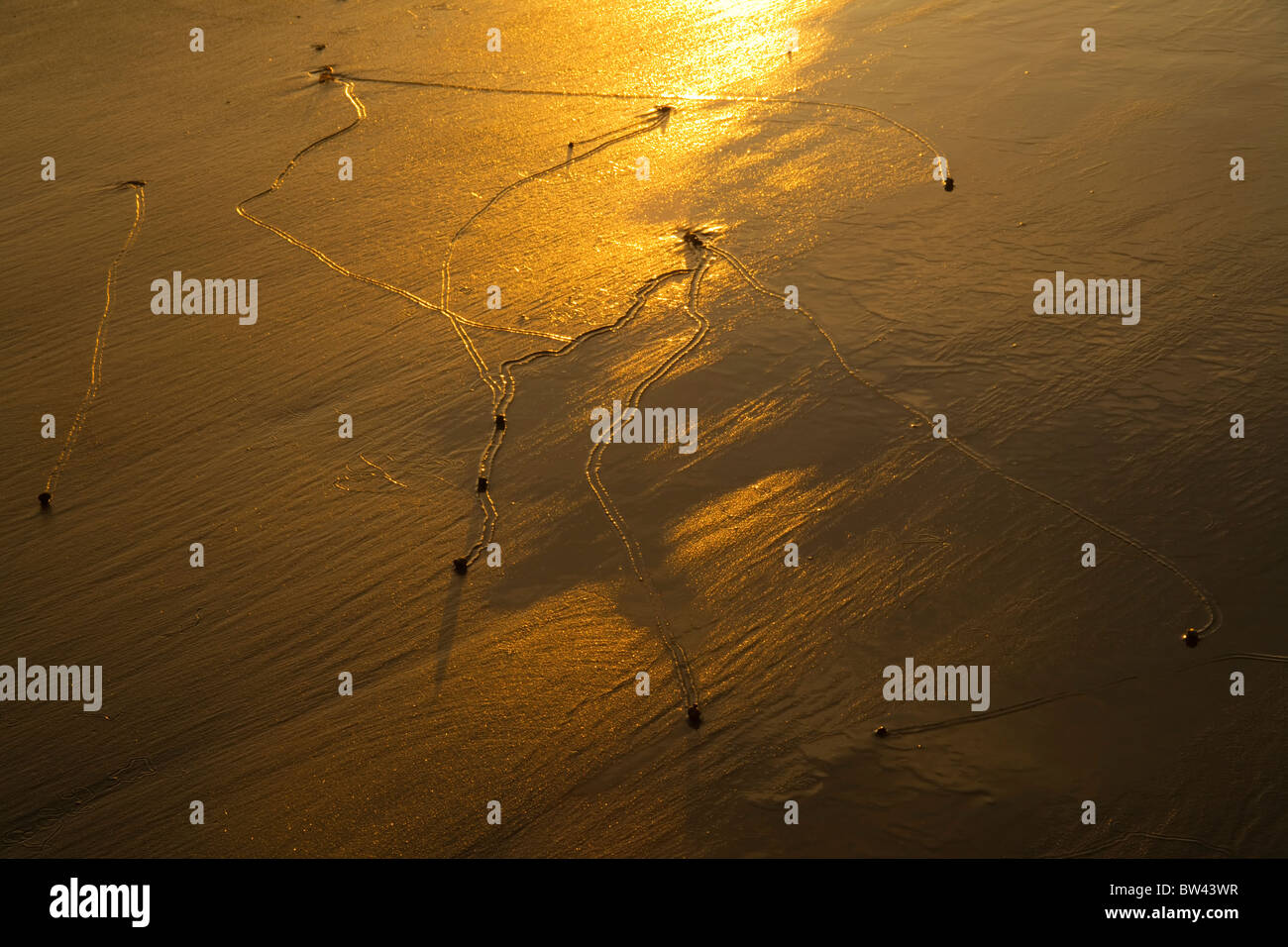 Snails trailing across the beach at low tide during sunset, Sandy Bay ...