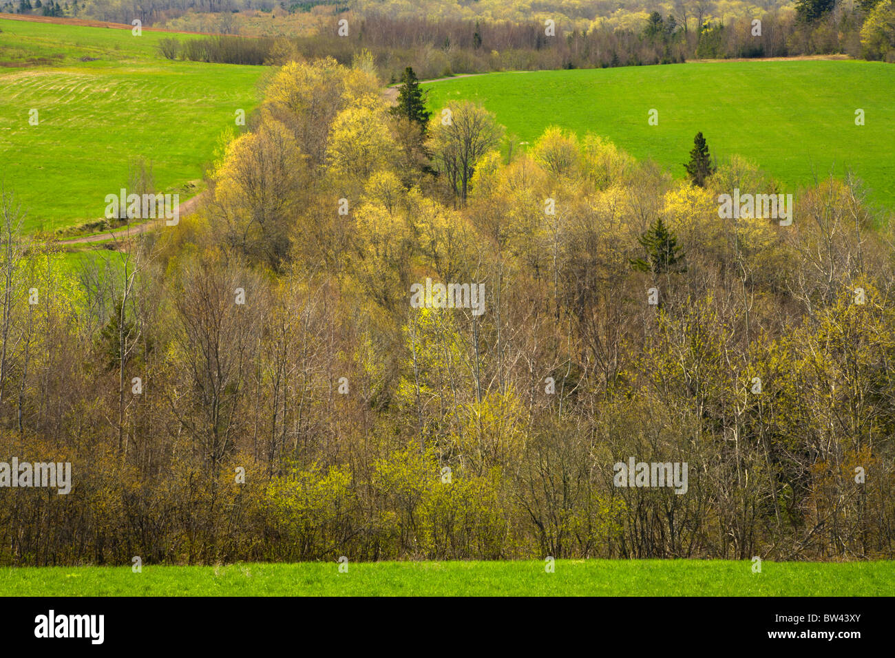 Spring trees and fields at Leamington, Nova Scotia Stock Photo - Alamy