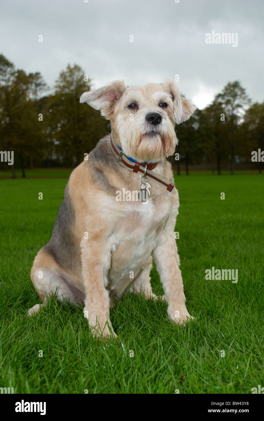 A bearded collie cross which is 8 years old called Shadow Stock Photo ...
