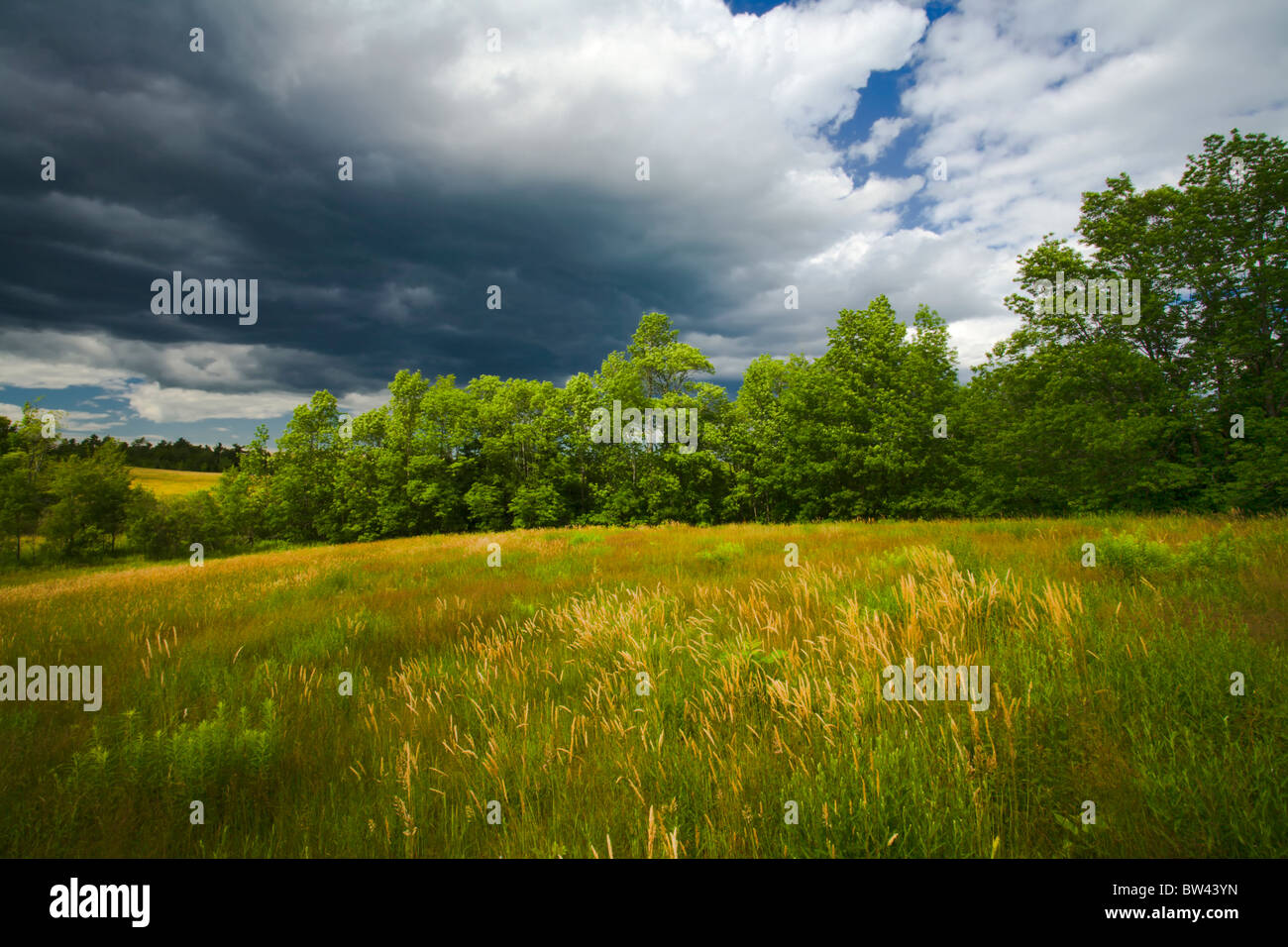 Sunlit field and storm clouds, Oakfield, Nova Scotia Stock Photo - Alamy