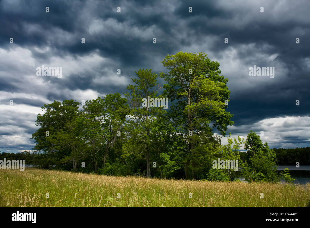 Photography of sunlit trees hi-res stock photography and images - Alamy