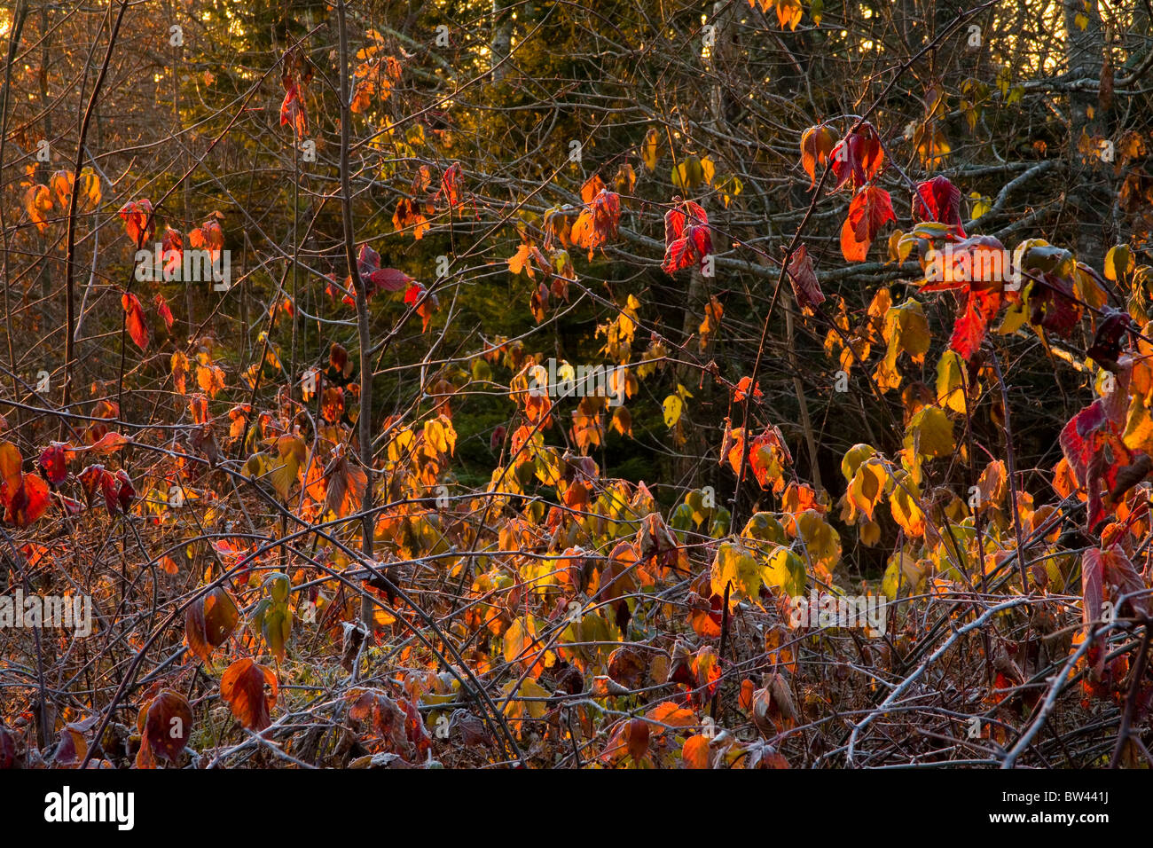 Frosted bramble patch lit by a morning sun, Lower Sackville, Nova ...
