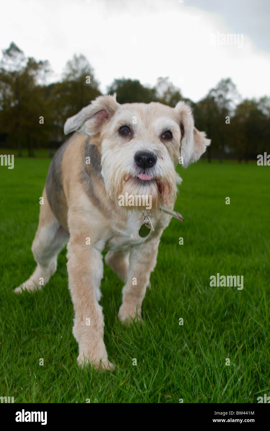 A bearded collie cross which is 8 years old called Shadow Stock Photo ...