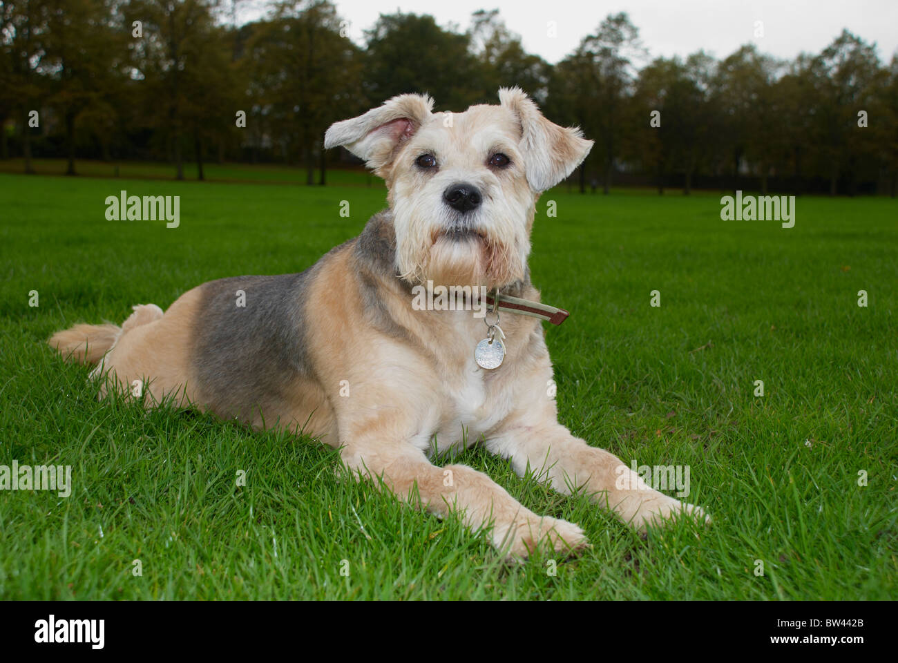 A bearded collie cross which is 8 years old called Shadow Stock Photo ...