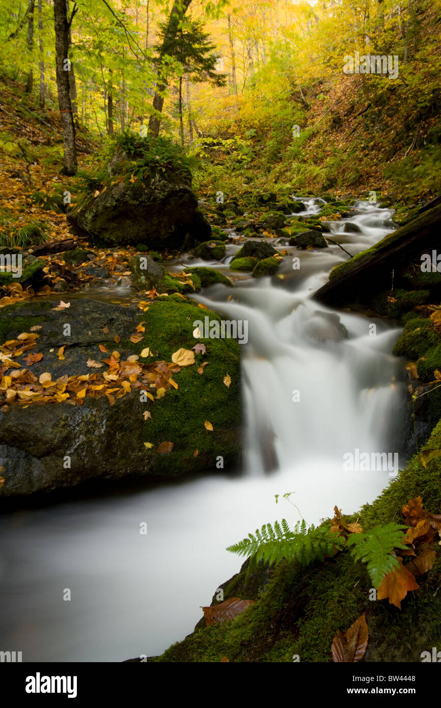 Lavis hi-res stock photography and images - Alamy