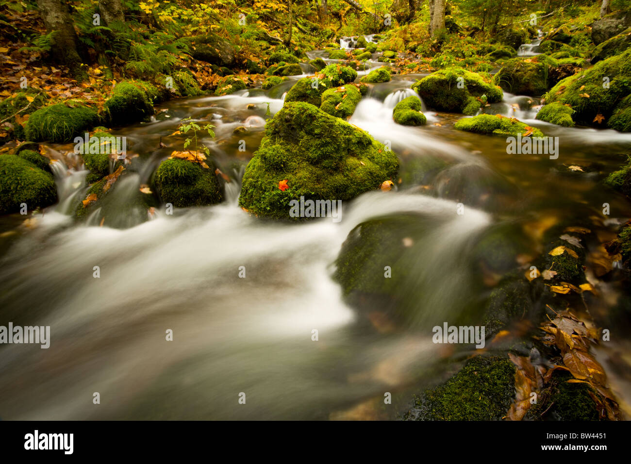 Lavis hi-res stock photography and images - Alamy