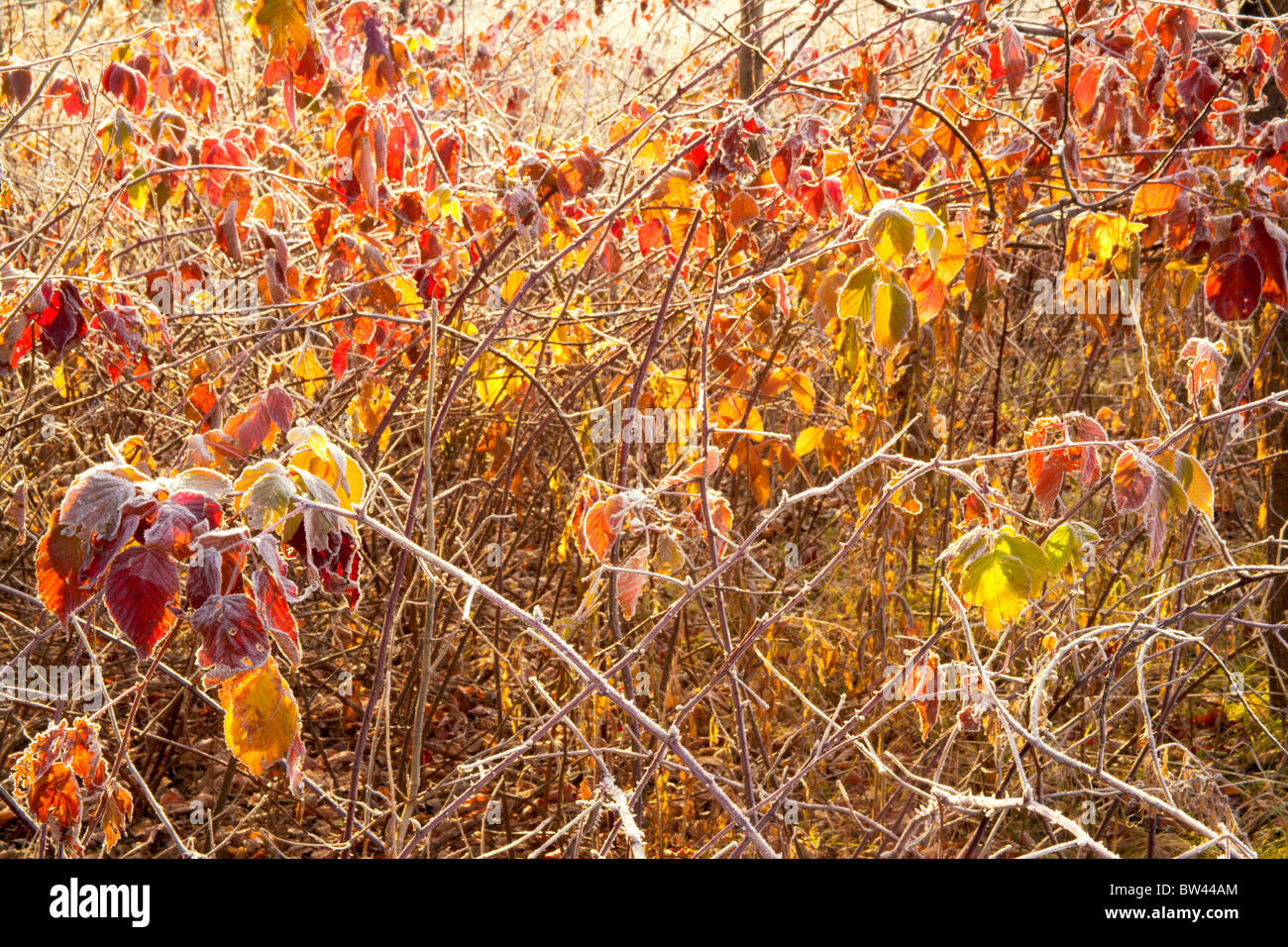 Bush patch hi-res stock photography and images - Alamy