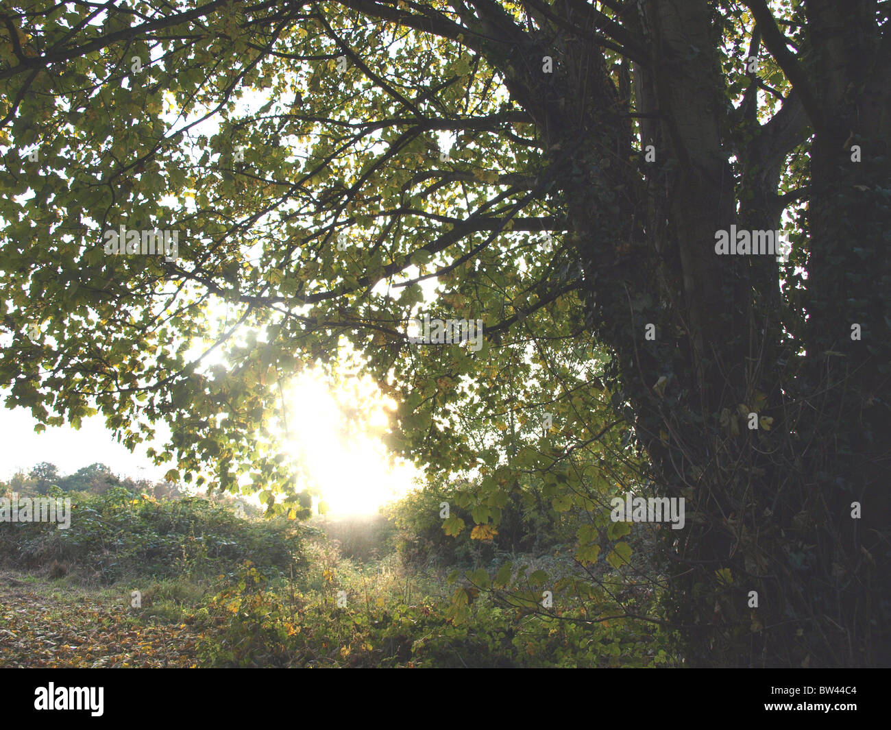 sun behind the tree Stock Photo - Alamy
