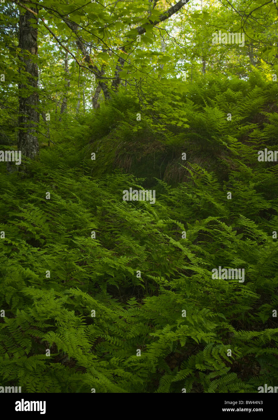 Forest fern meadow in evening light, Island Lake, Nova Scotia Stock ...