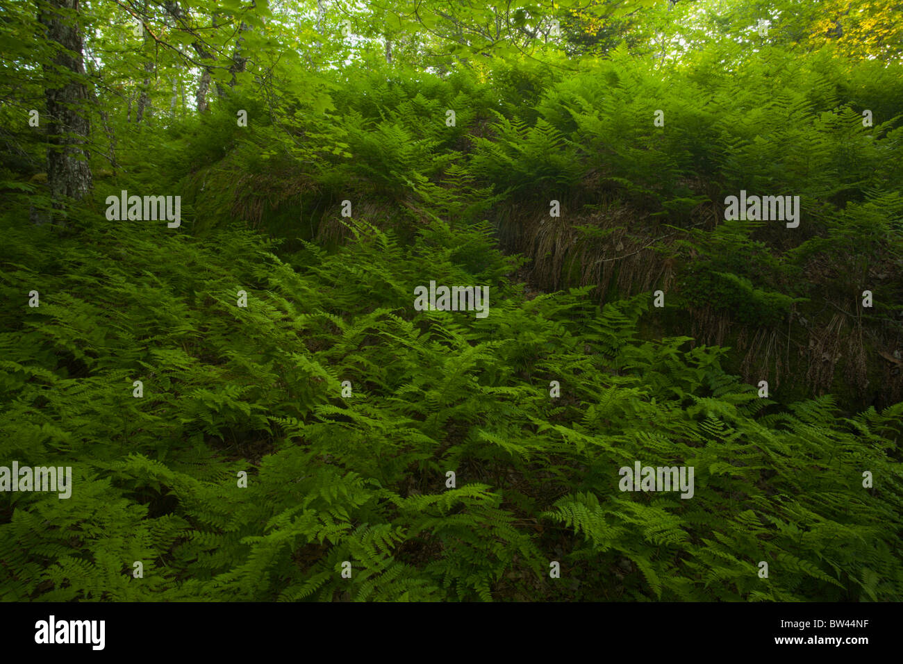 Forest fern meadow in evening sun, Island Lake, Nova Scotia Stock Photo ...