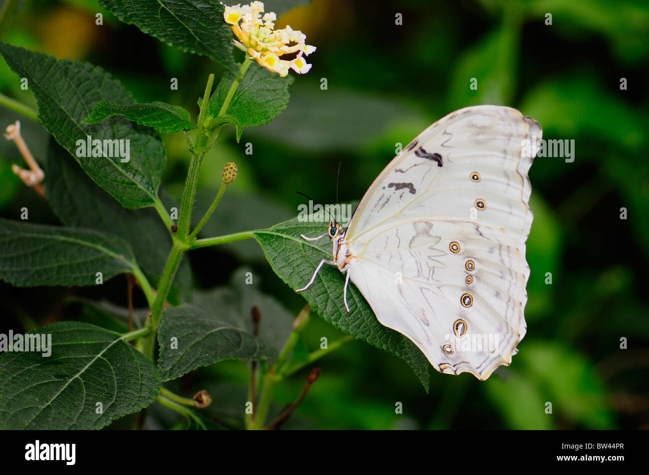 White Morpho Butterfly Morpho polythemus Stock Photo - Alamy