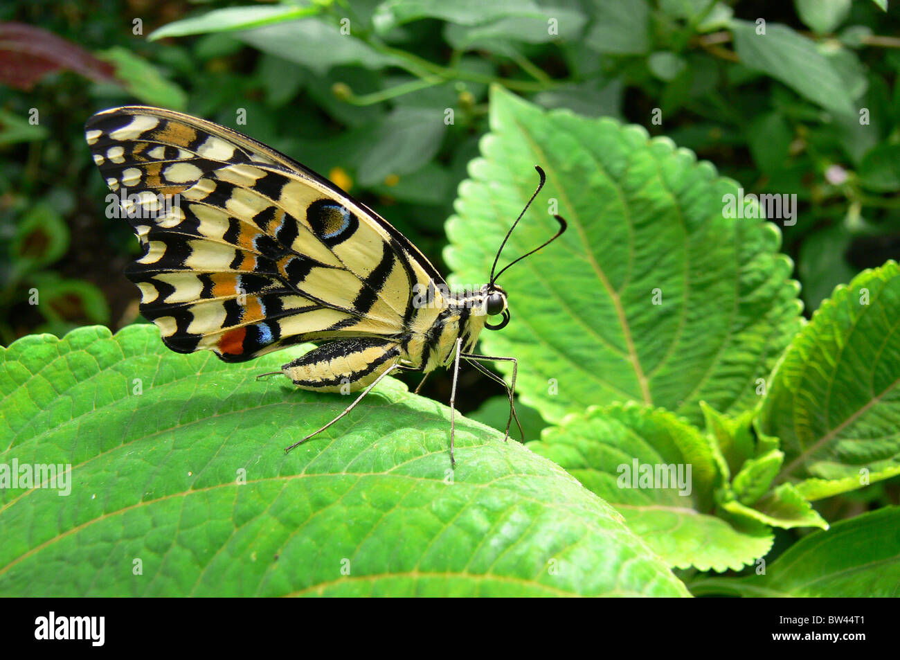 Citrus Butterfly Papilio demodocus Stock Photo - Alamy
