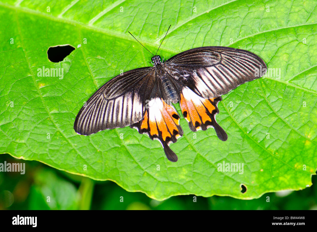 Common Mormon Butterfly Papilio polytes Stock Photo - Alamy