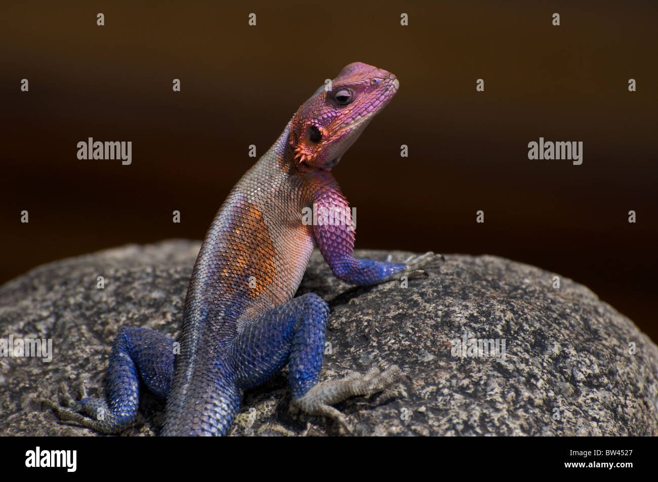 Agama Lizard, Male, on a rock Stock Photo - Alamy