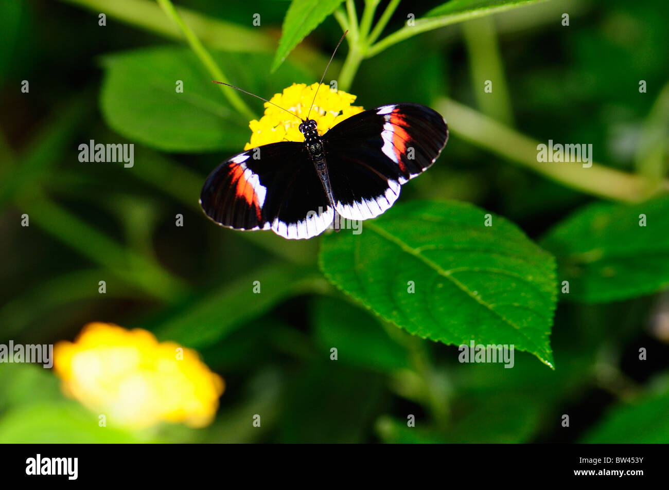 Small Postman Butterfly (Heliconius erato ) Stratford Butterfly Farm ...