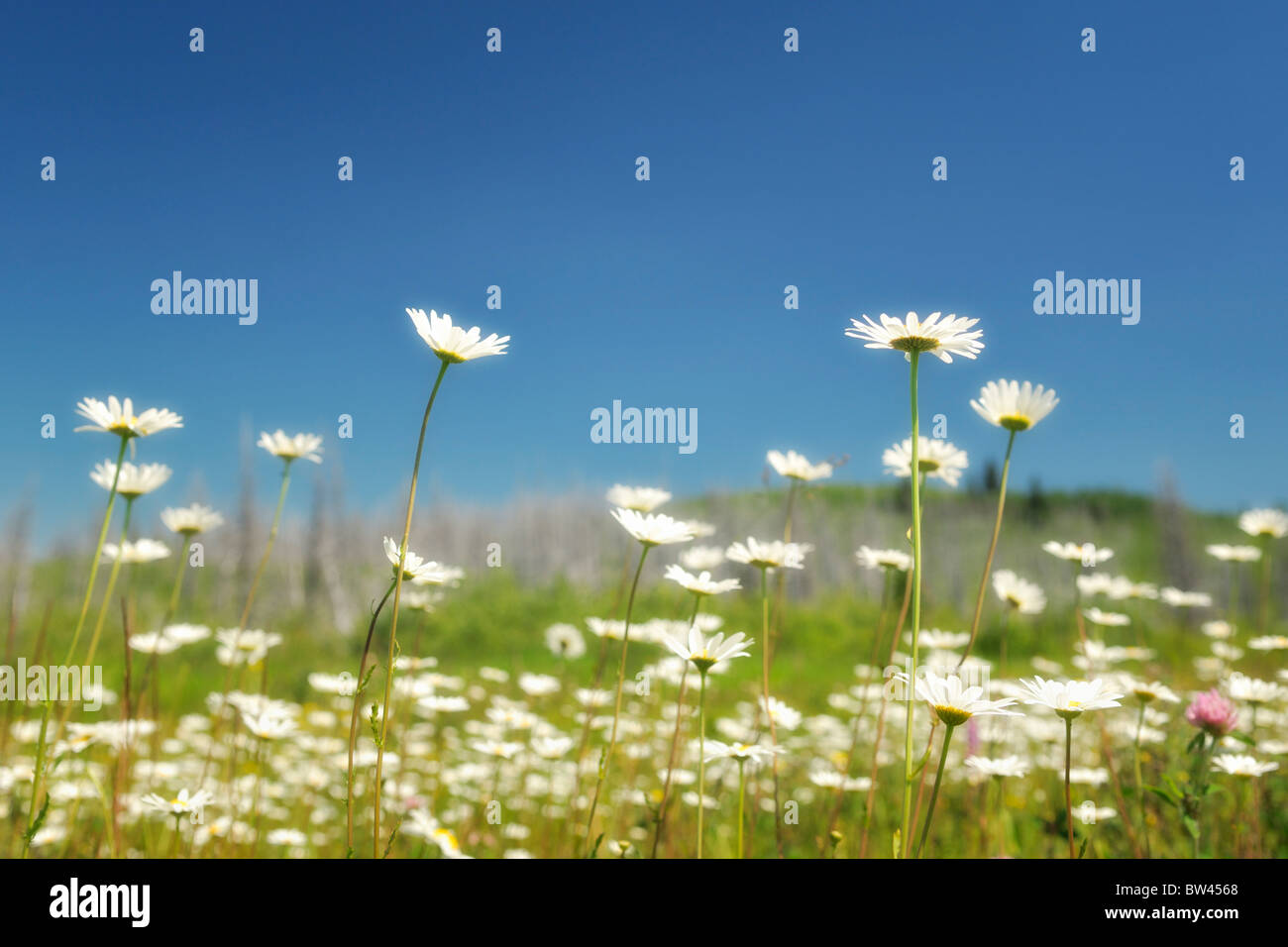 Waterton national park hi-res stock photography and images - Alamy