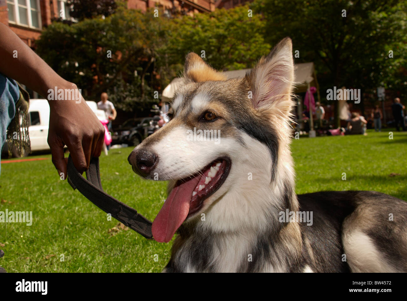 Dog on a lead at the Pink Dog Show in Manchester 2010 Stock Photo - Alamy