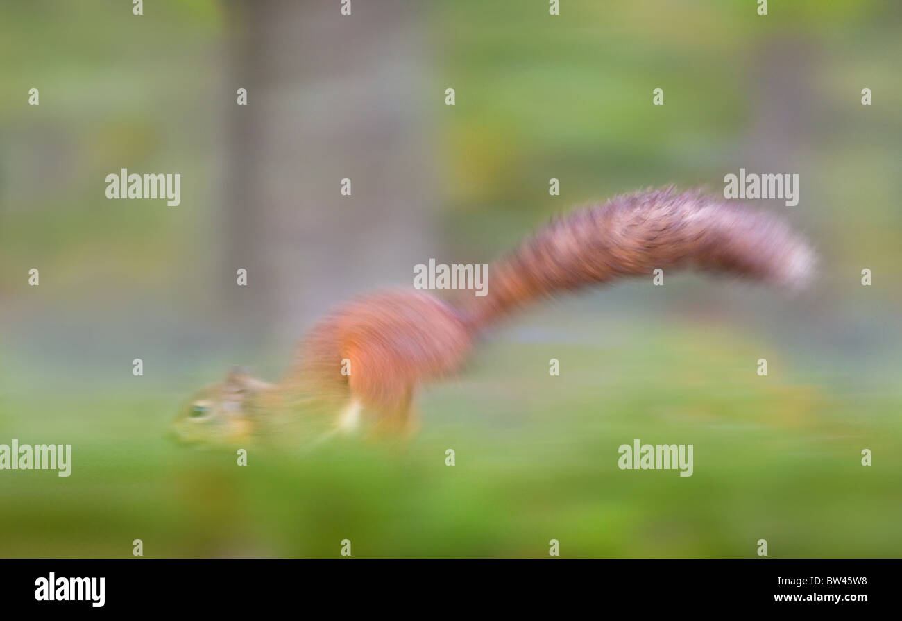 Wild red squirrel on the run Stock Photo - Alamy