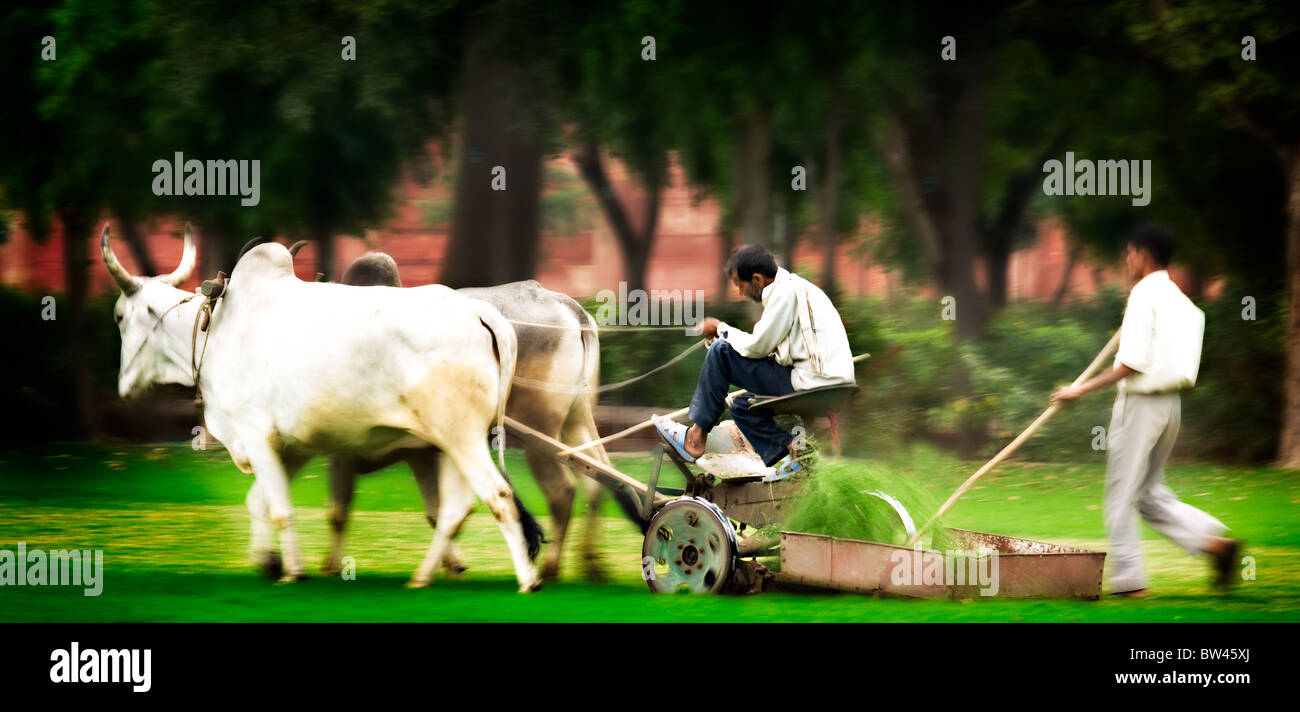 Lawn Mowing Traditional mower drawn by Bullocks India Stock Photo - Alamy