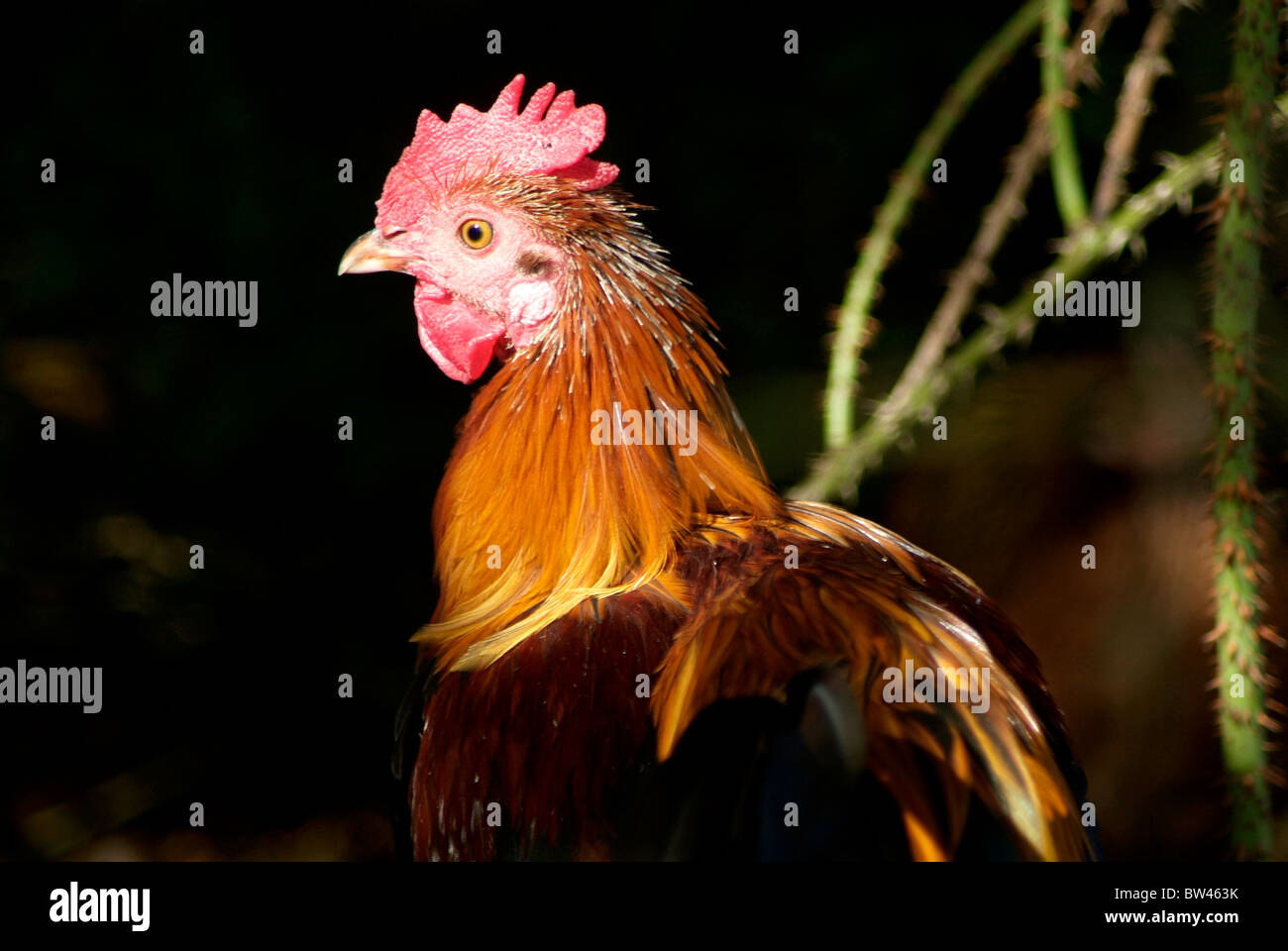 Farmyard background hi-res stock photography and images - Alamy
