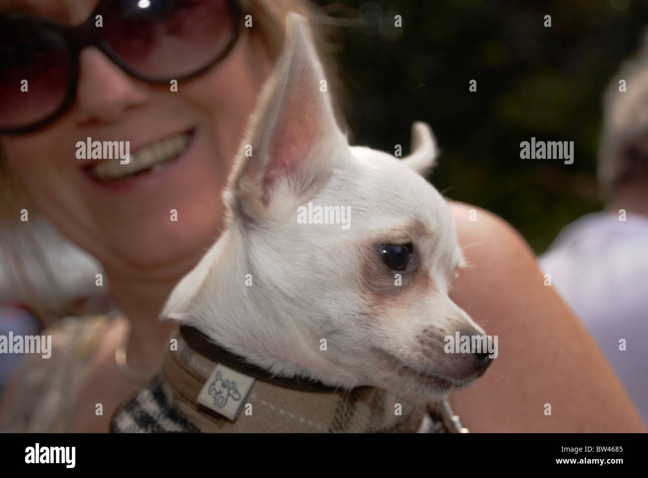 Chihuahua being held by its owner at The Pink Dog Show in Manchester ...