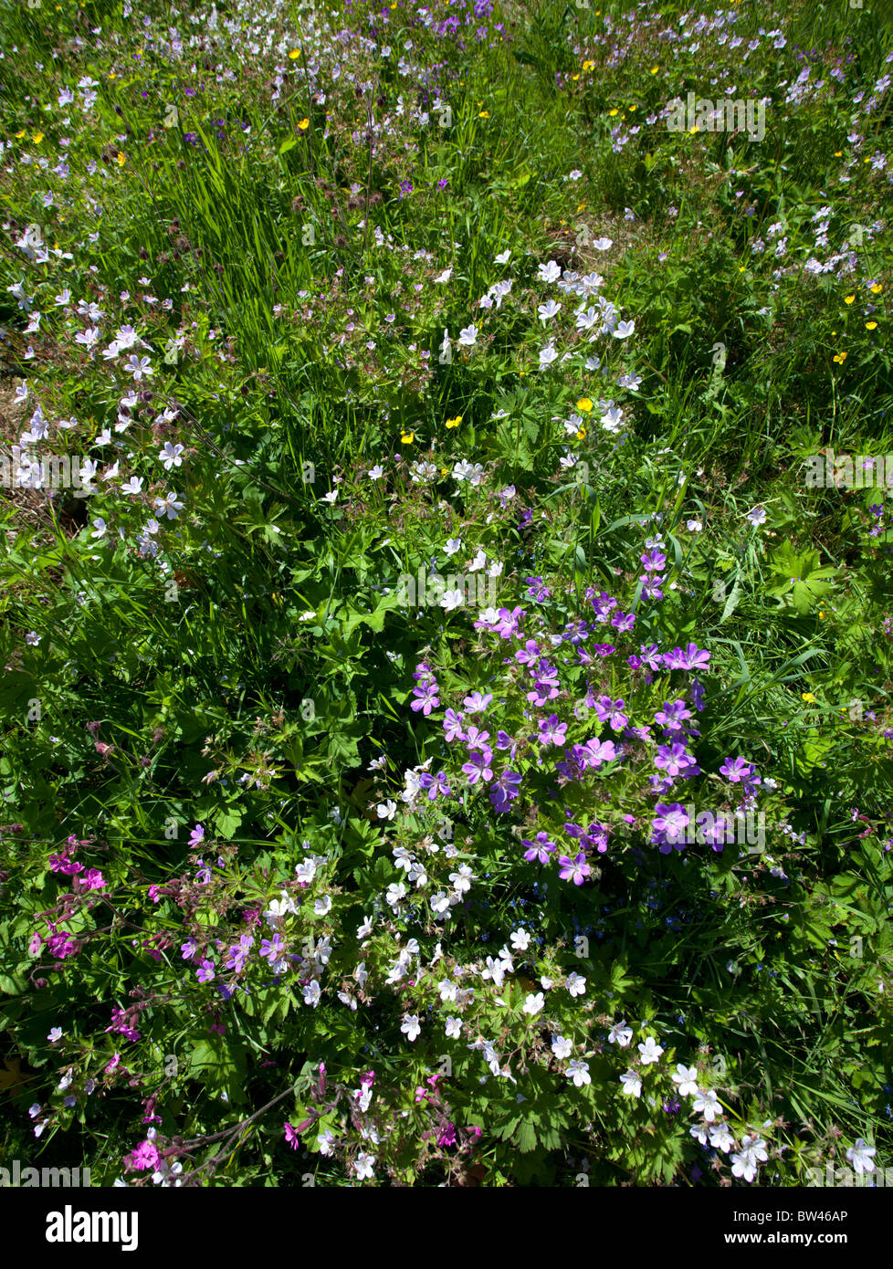 Wildflowers growing at meadow , Finland Stock Photo - Alamy