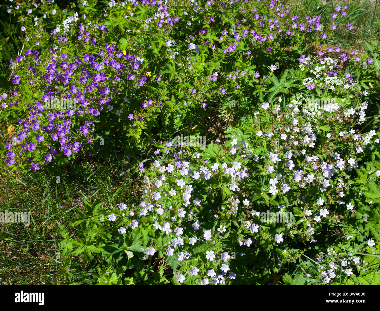 Wildflowers growing at meadow , Finland Stock Photo - Alamy