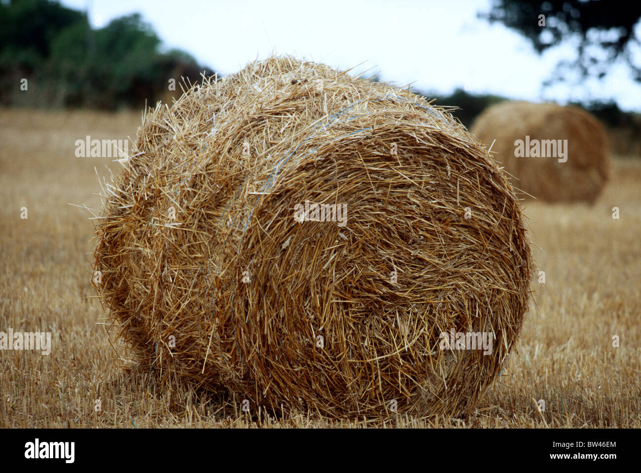 Round hay bale Stock Photo - Alamy