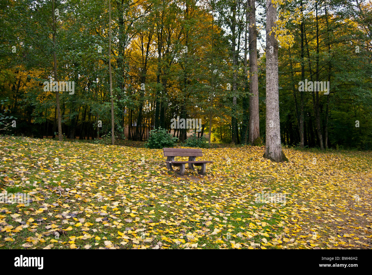 bench in the forest Stock Photo - Alamy