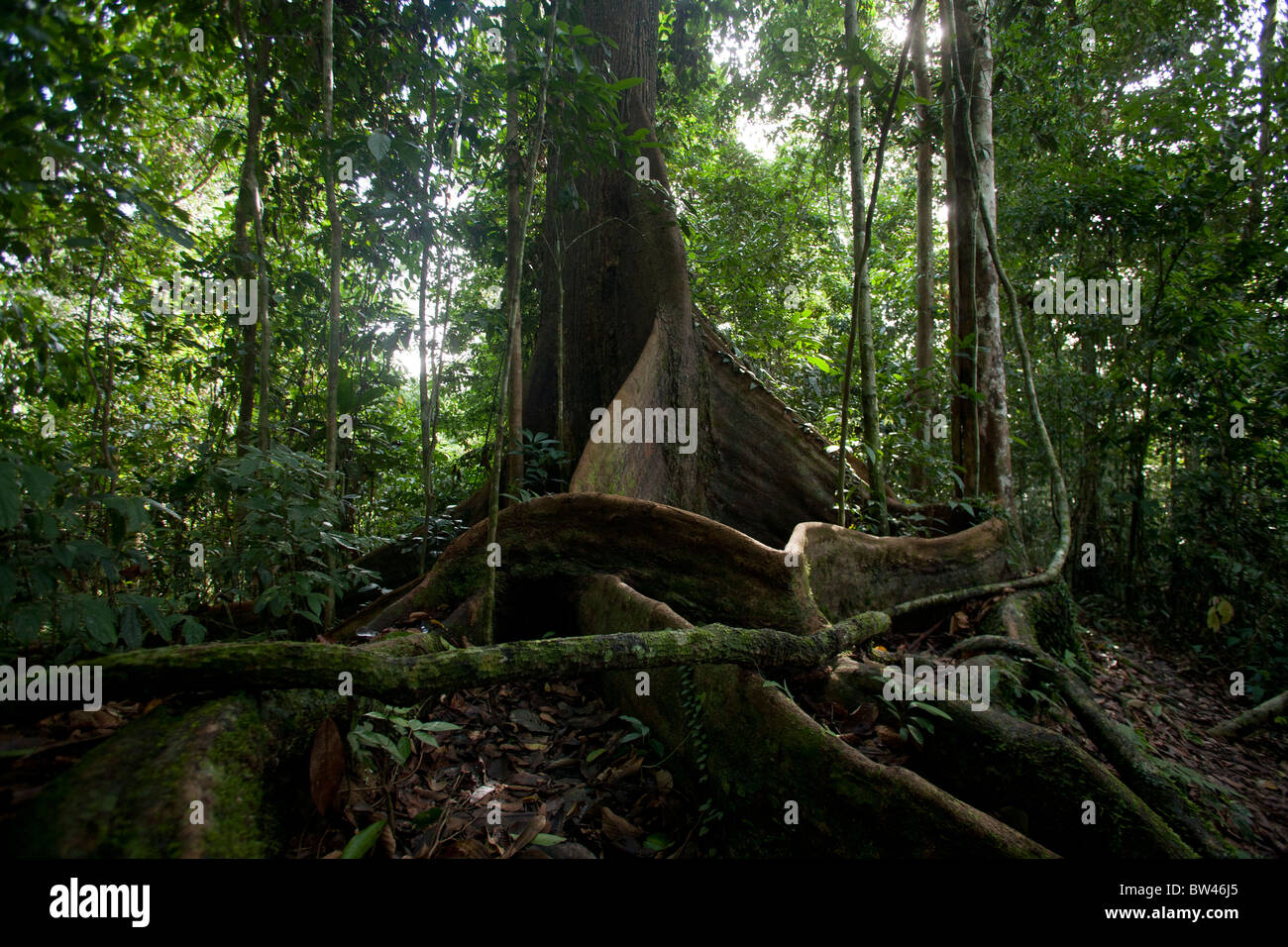 Danum Valley Conservation Area in Sabah, Borneo, Malaysia Stock Photo ...