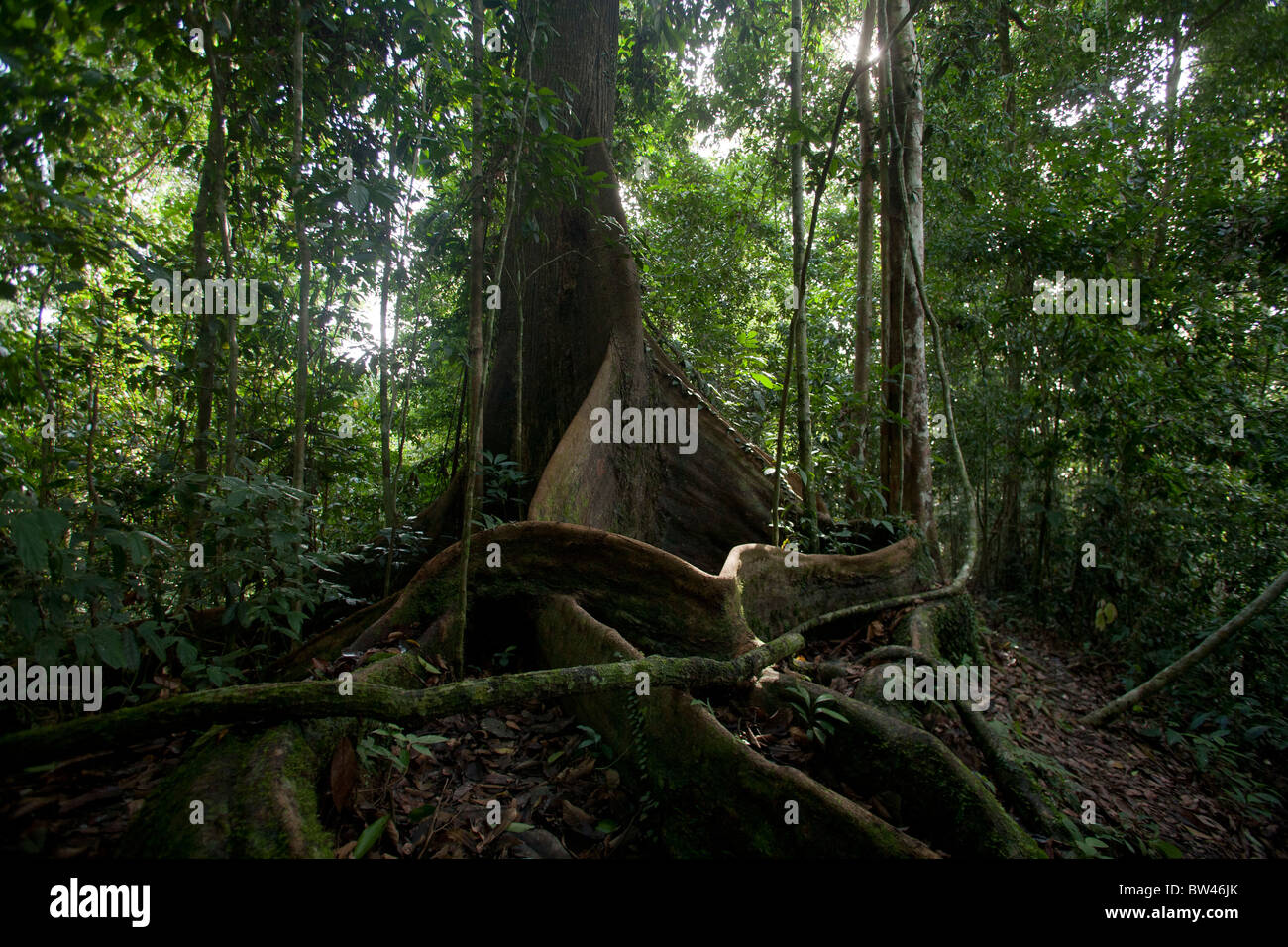 Danum Valley Conservation Area in Sabah, Borneo, Malaysia Stock Photo ...