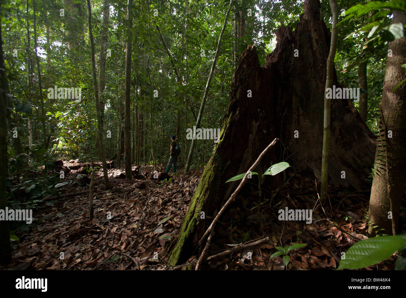 Danum Valley Conservation Area in Sabah, Borneo, Malaysia Stock Photo ...