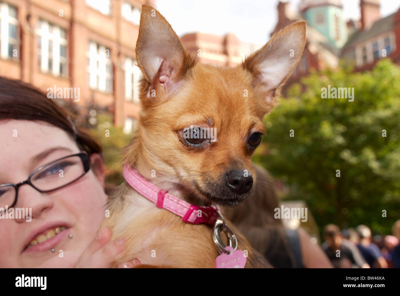 Chihuahua being held by its owner at The Pink Dog Show in Manchester ...