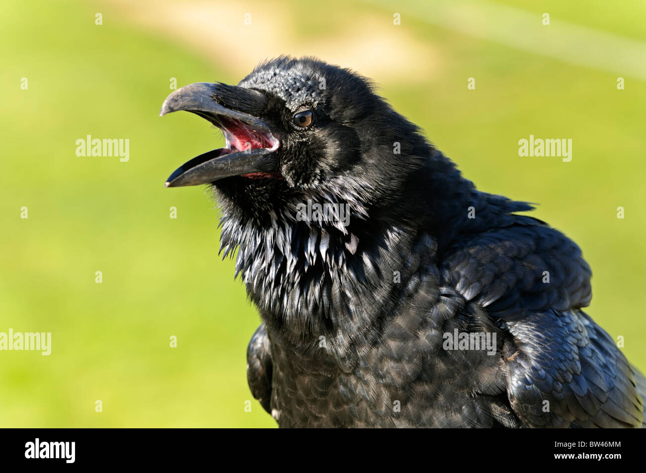Close up of a Common Raven (Corvus corax Stock Photo - Alamy