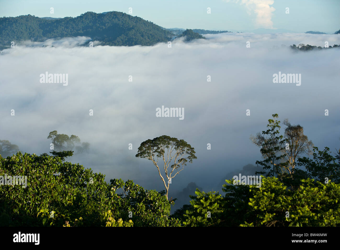 Danum Valley Conservation Area in Sabah, Borneo, Malaysia Stock Photo ...