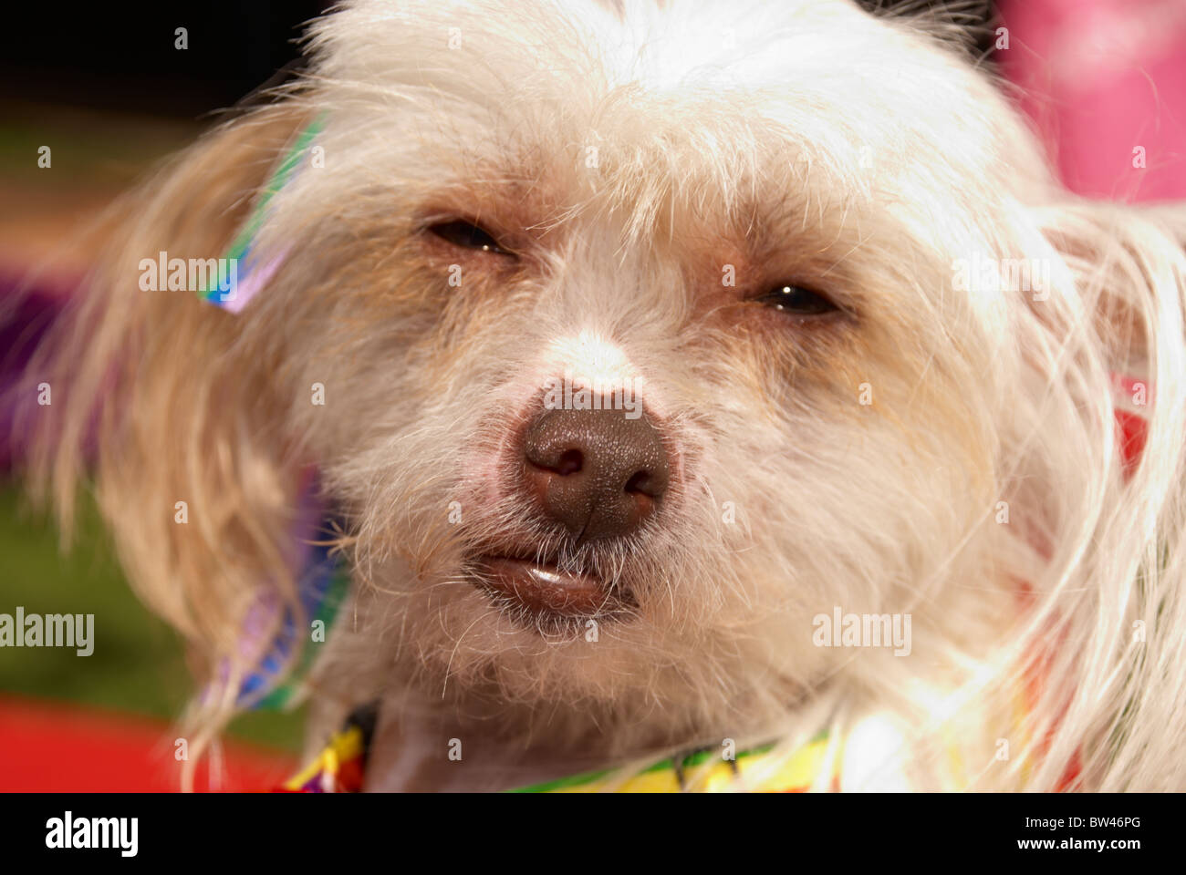 Dog at The Pink Dog Show in Manchester 2010 Stock Photo - Alamy