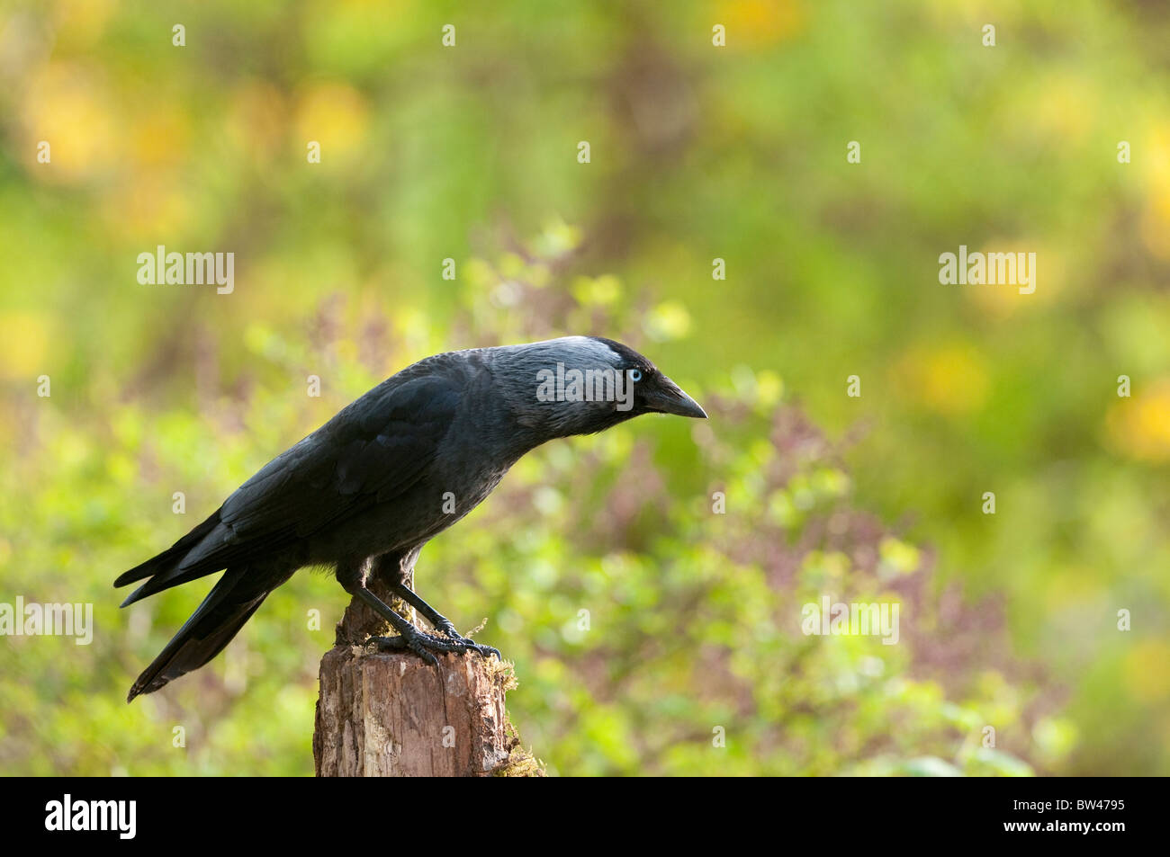 Jackdaw Corvus monedula Stock Photo - Alamy
